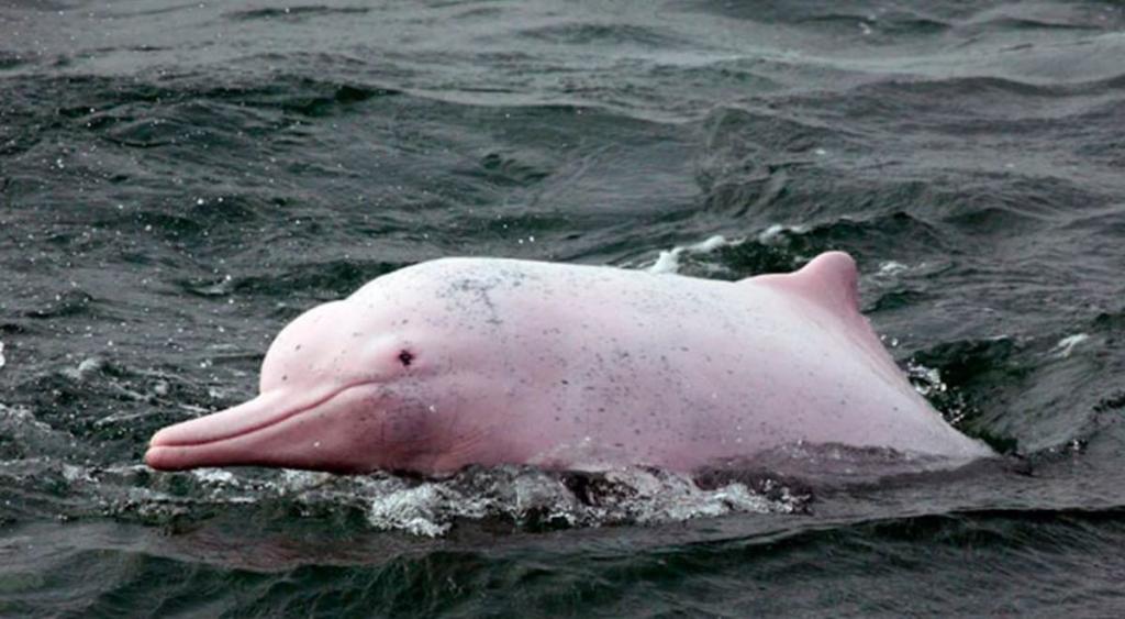 Buenas noticias: Delfín rosado dio a luz y podría salvarse de la ...